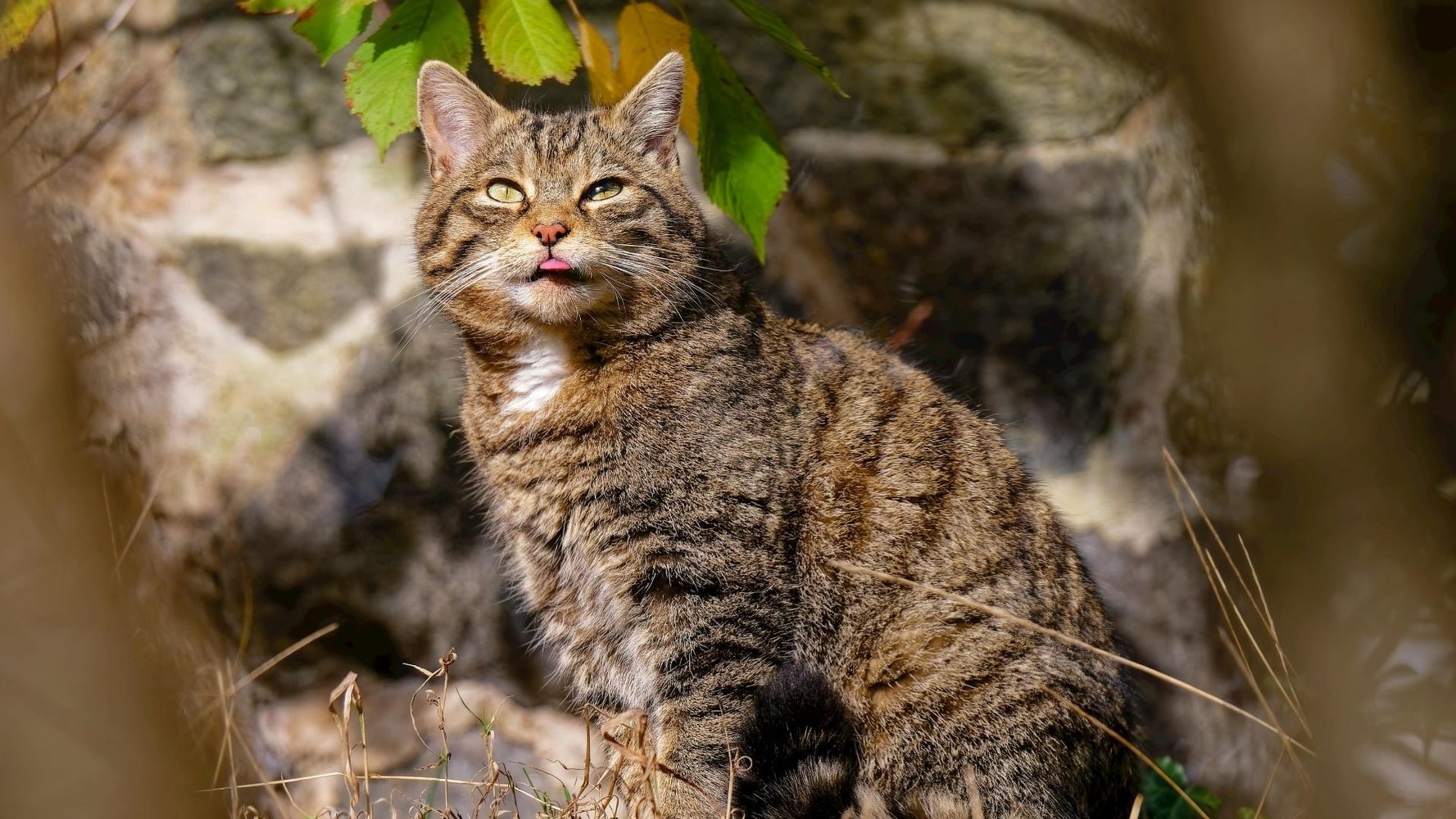 New Zealand to eradicate 2.5 million feral cats