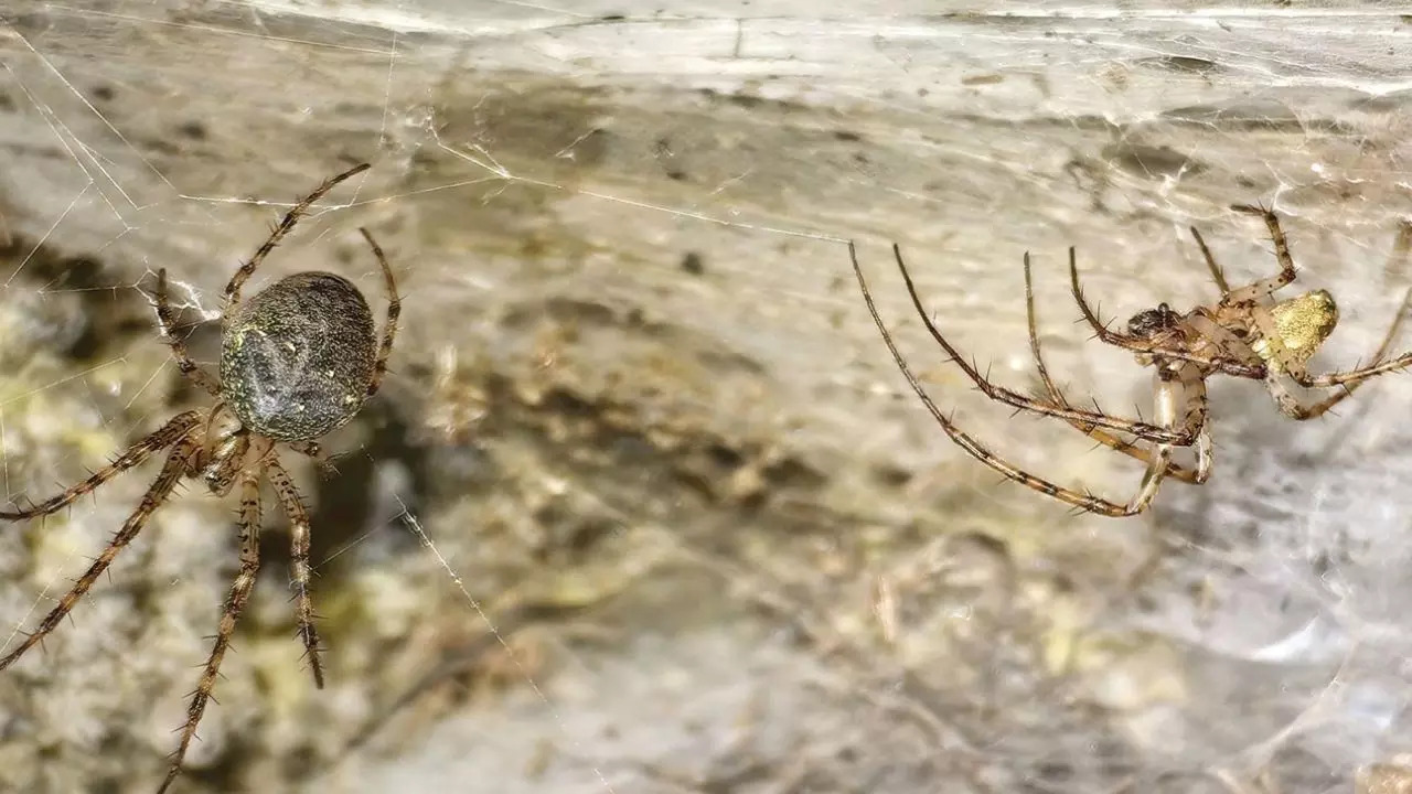 World’s Largest Spider Web Found in Albanian Cave | Indian weekender
