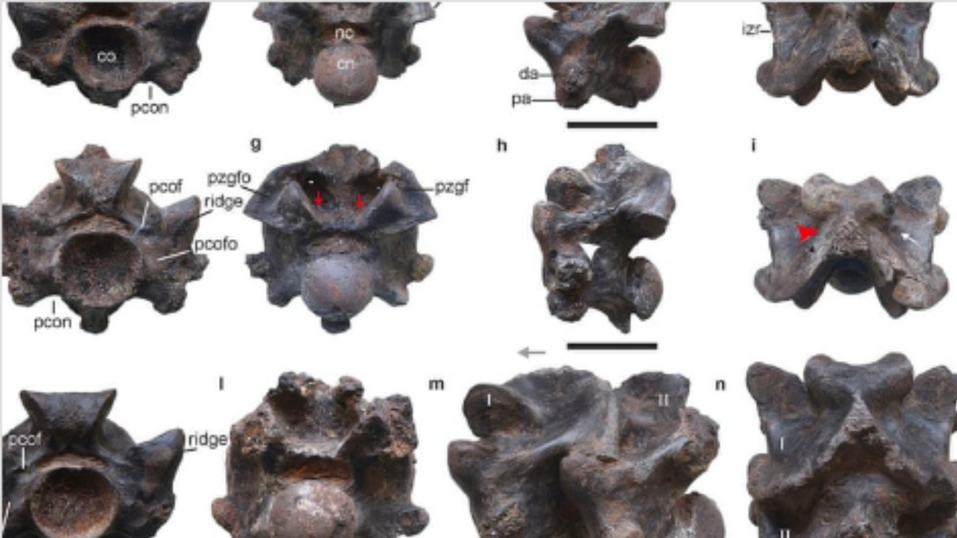 Gigantic Prehistoric Snake Fossil Unearthed In Indian Mine