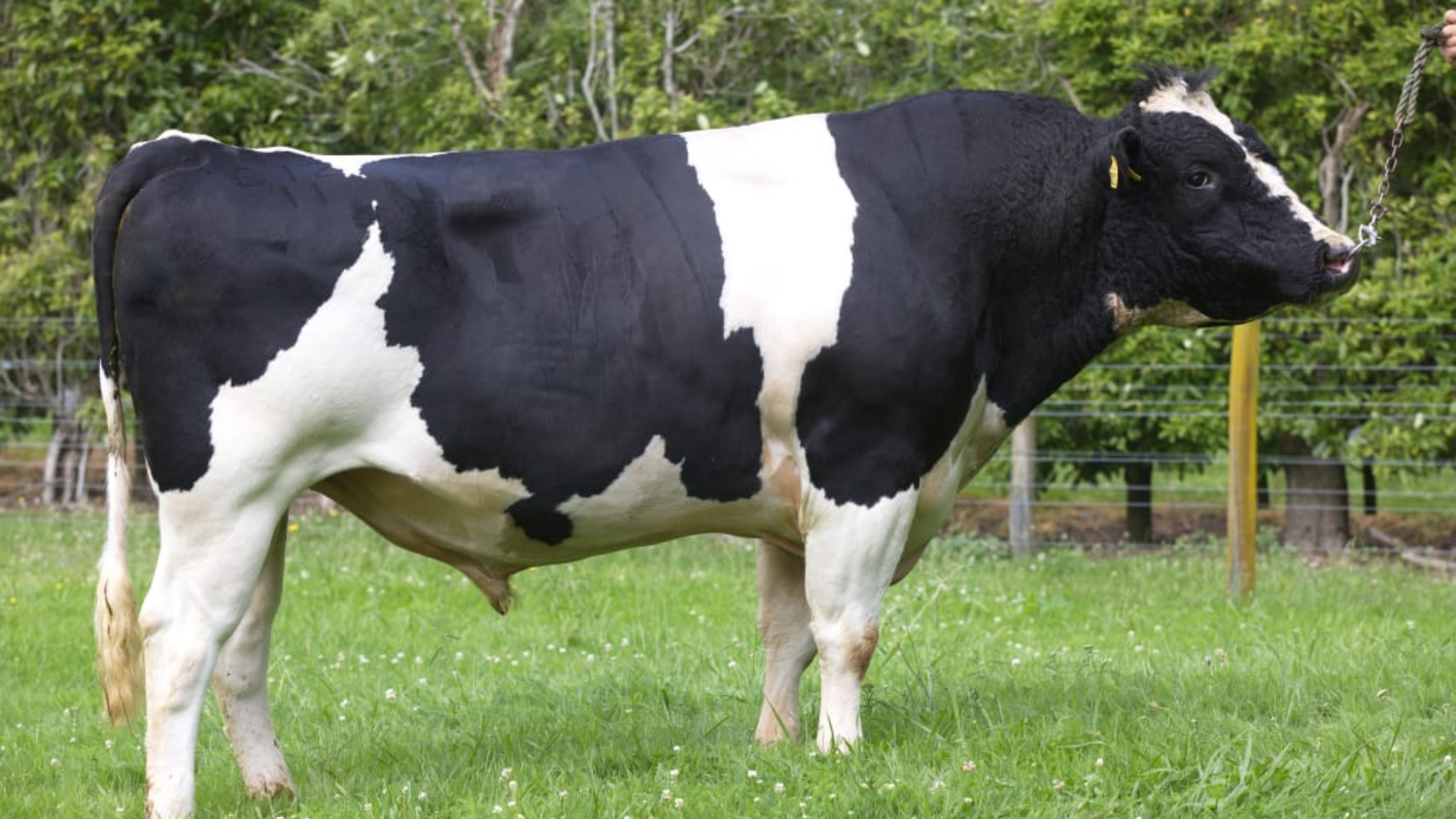 Bull That Had 17,000 Daughters Inducted Into Hall Of Fame