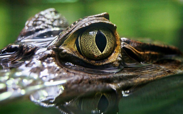 Massive 'swamp king' prehistoric crocodile identified in Australia