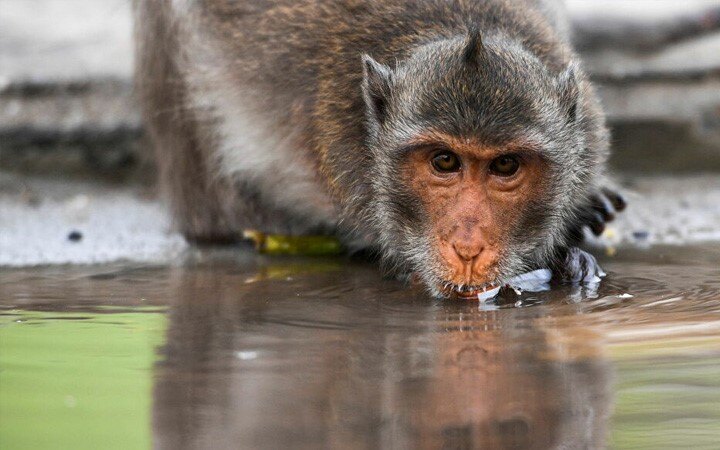 First human-monkey embryo sparks ethical debate